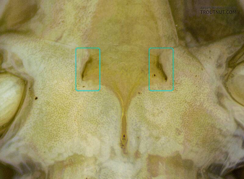 Definition of 'furcal pit'