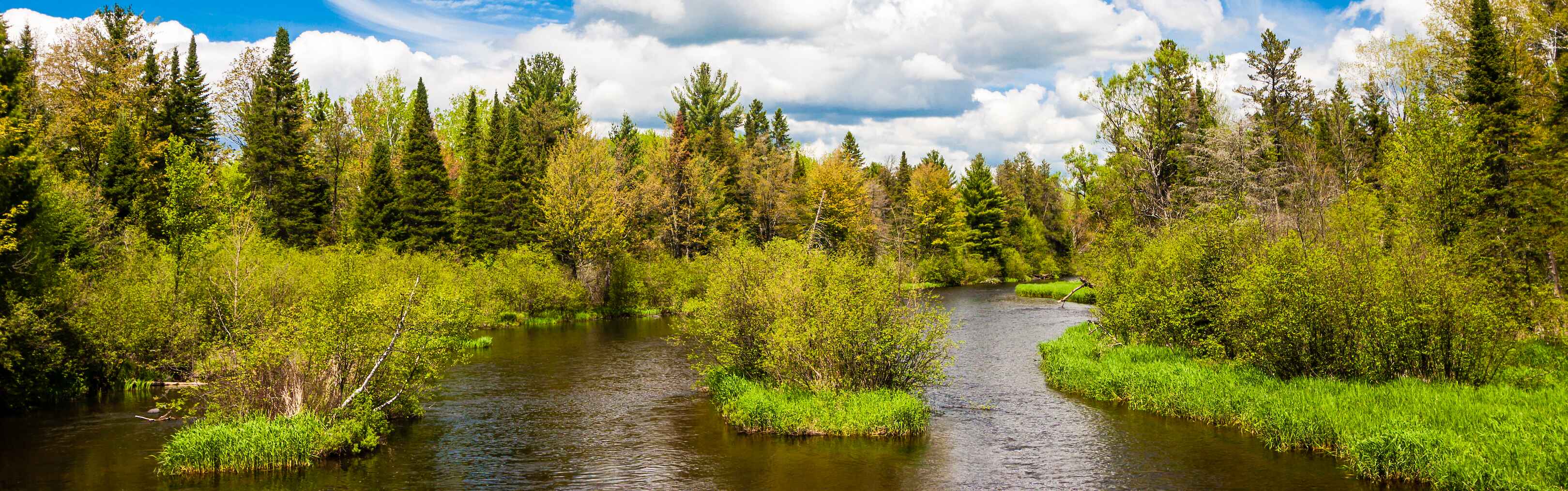 Male Ephemerella subvaria (Hendrickson) Mayfly Spinner Pictures