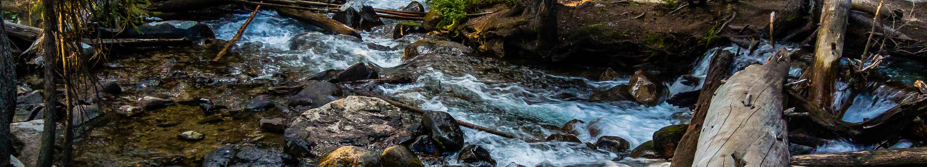 Male Ephemera simulans (Brown Drake) Mayfly Dun Pictures