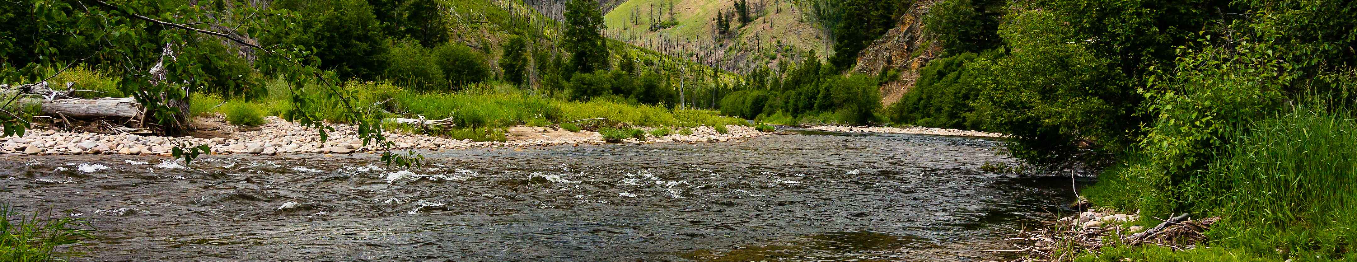 Mayfly Species Ephemerella subvaria (Hendricksons)