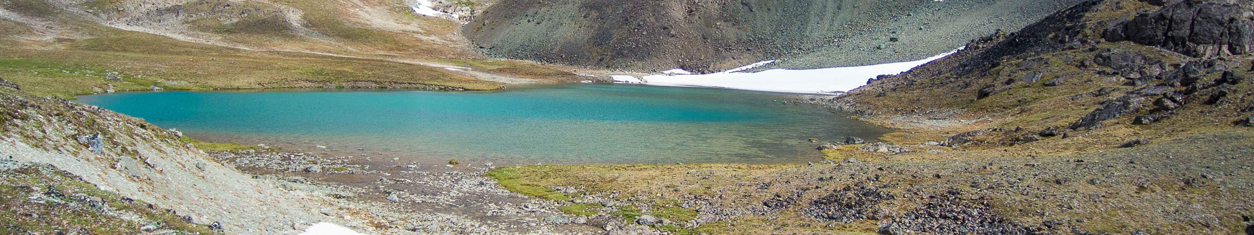 Alloperla (Sallfly) Stonefly Adult Pictures