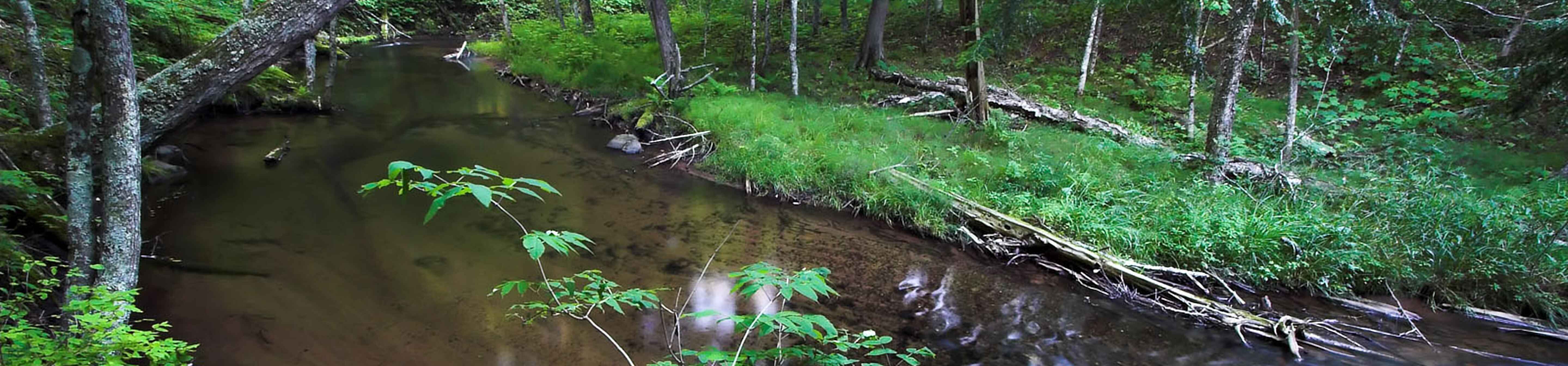 True Fly Family Tipulidae (Crane Flies)