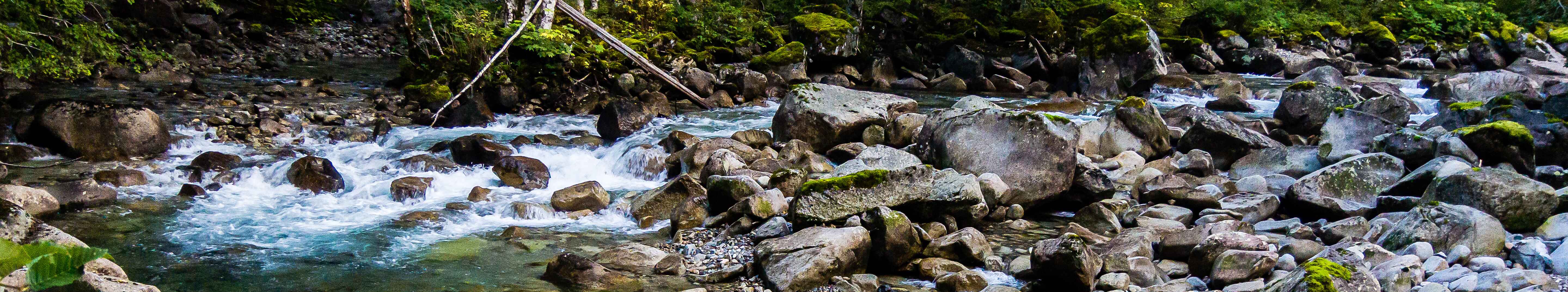 Mayfly Encyclopedia: 4900+ photos, life cycles, & fly fishing hatches