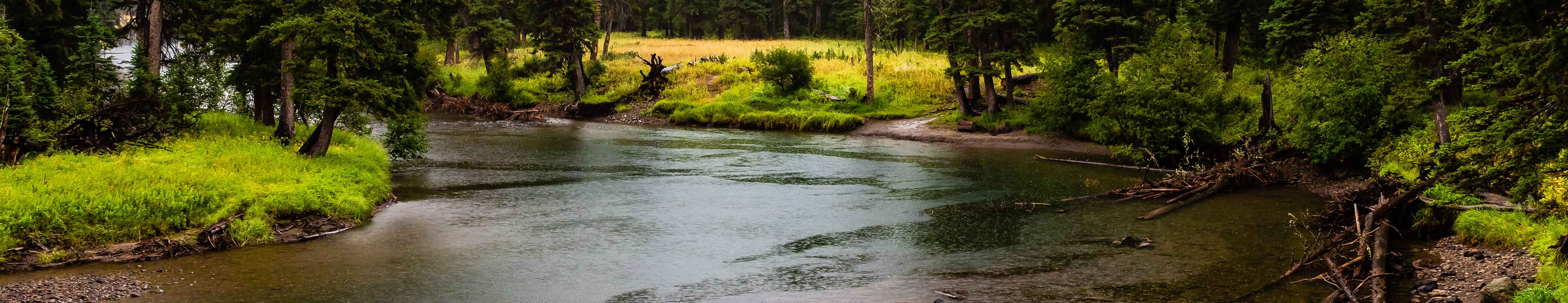 Insect Family Corydalidae (Hellgrammites)