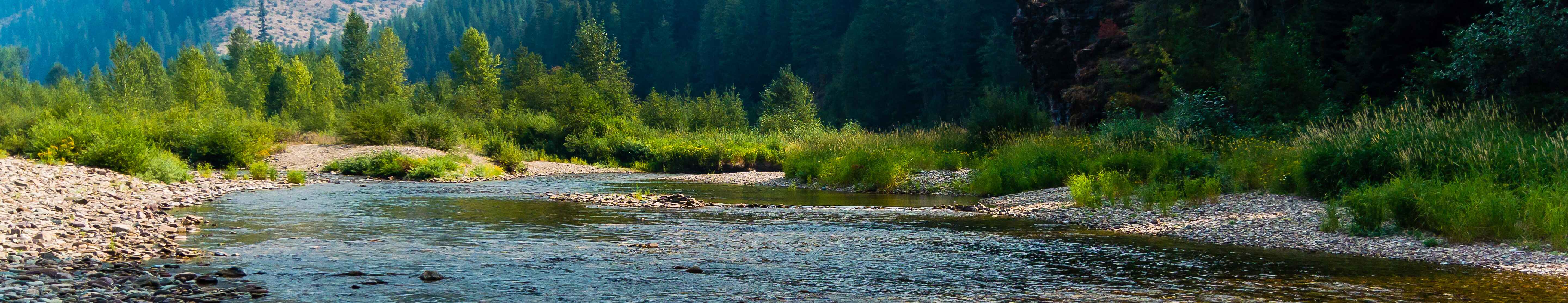 Alloperla (Sallfly) Stonefly Adult Pictures