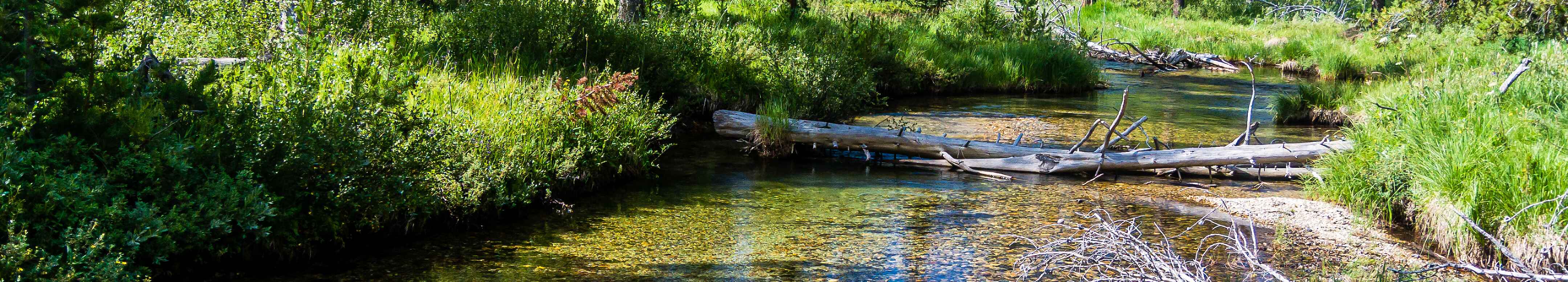 Underwater Pictures from Trout Streams, Page 3