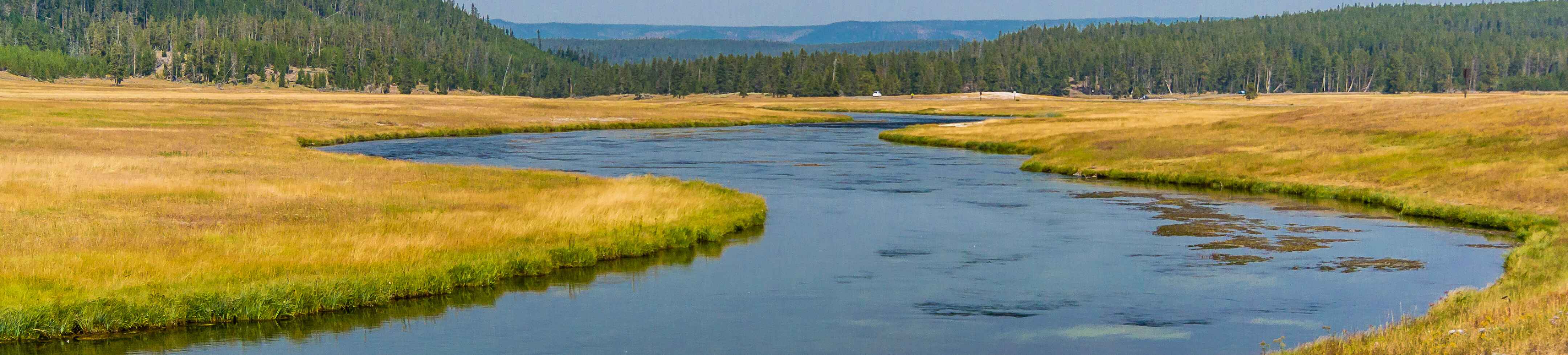 Insect Family Corydalidae (Hellgrammites)