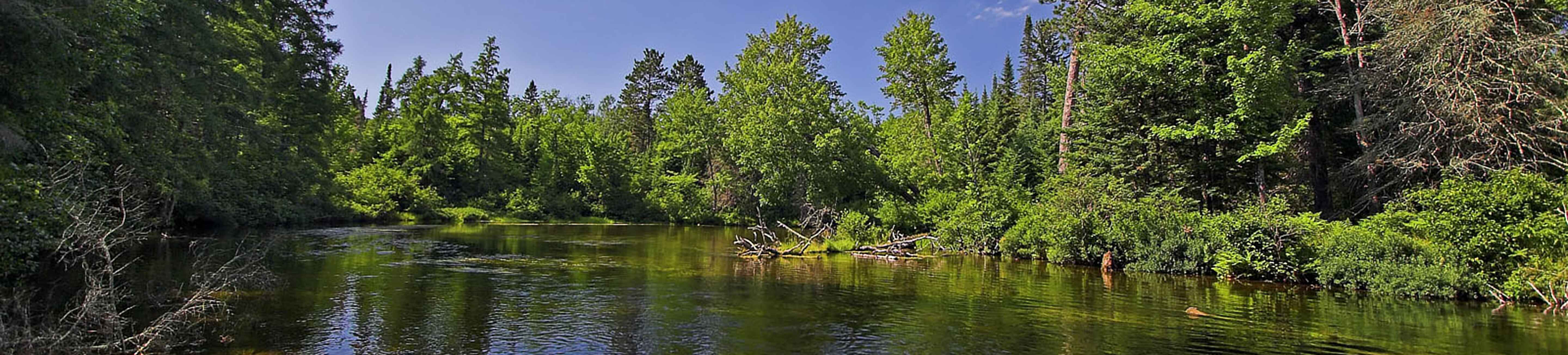 Mayfly Family Polymitarcyidae (White Flies)
