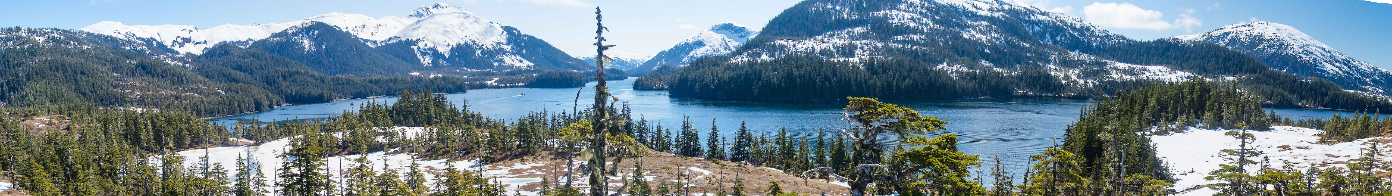 Female Attenella attenuata (Small Eastern Blue-Winged Olive) Mayfly Dun ...