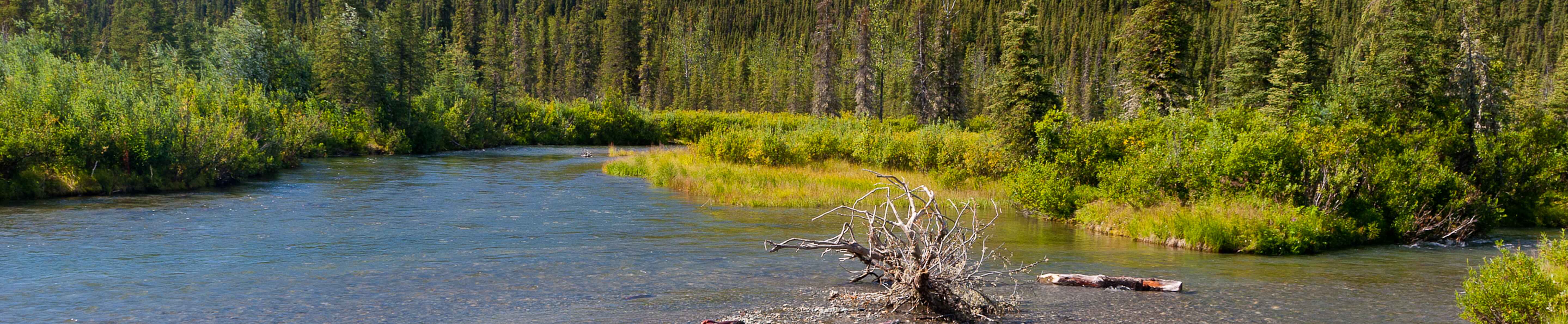 Baetis (Blue-Winged Olive) Mayfly Nymph Pictures