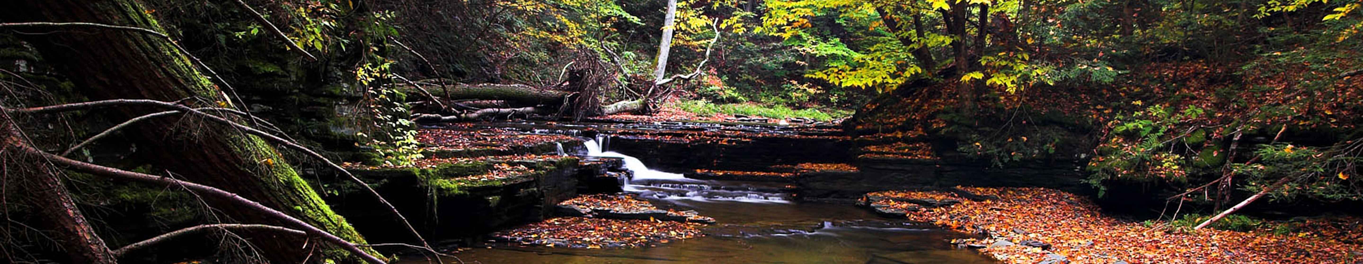 Mayfly Genus Drunella (Blue-Winged Olives)