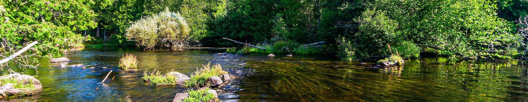 Troutnut's Nature Pictures