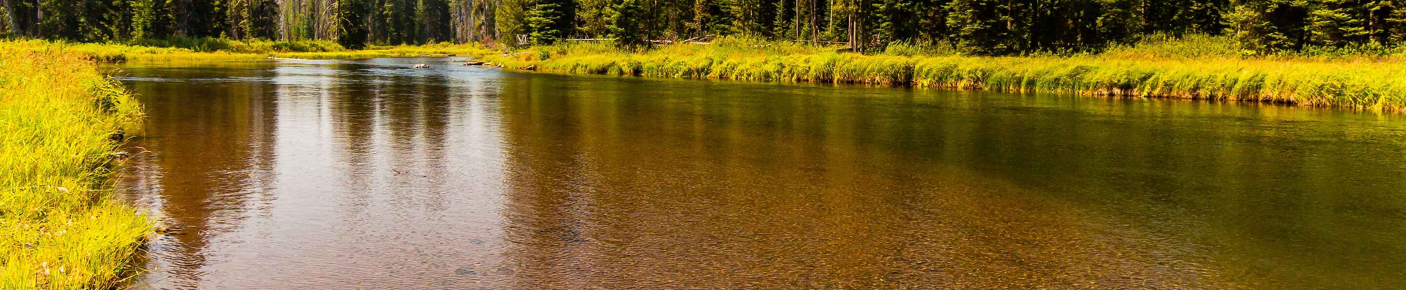 Female Baetis (Blue-Winged Olive) Mayfly Dun Pictures