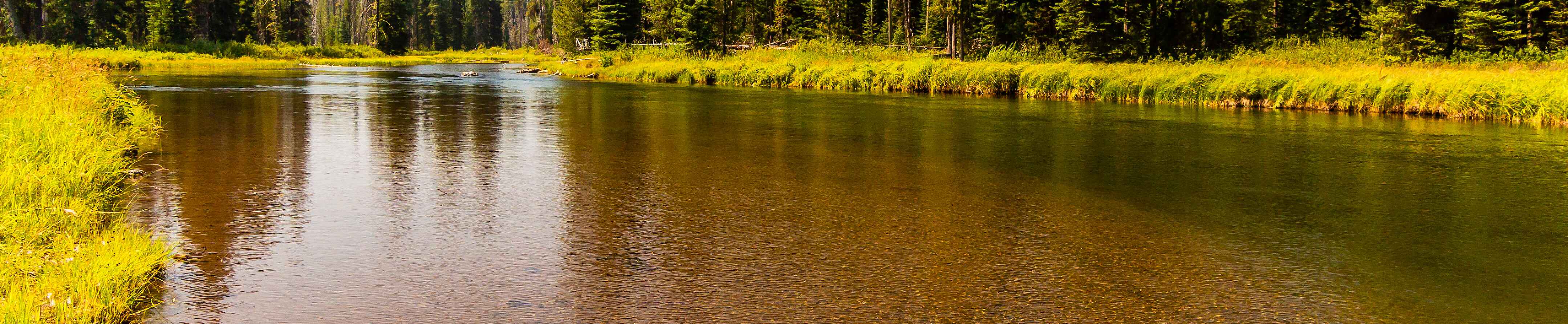Female Baetis (Blue-Winged Olive) Mayfly Dun Pictures