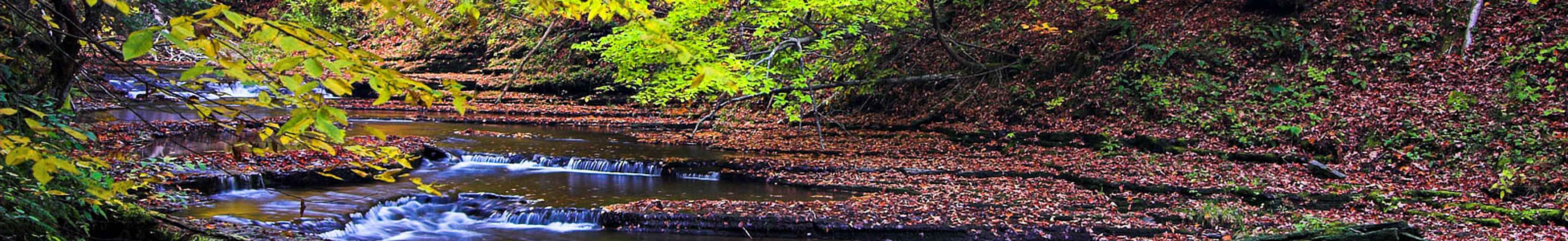 Caddisflies