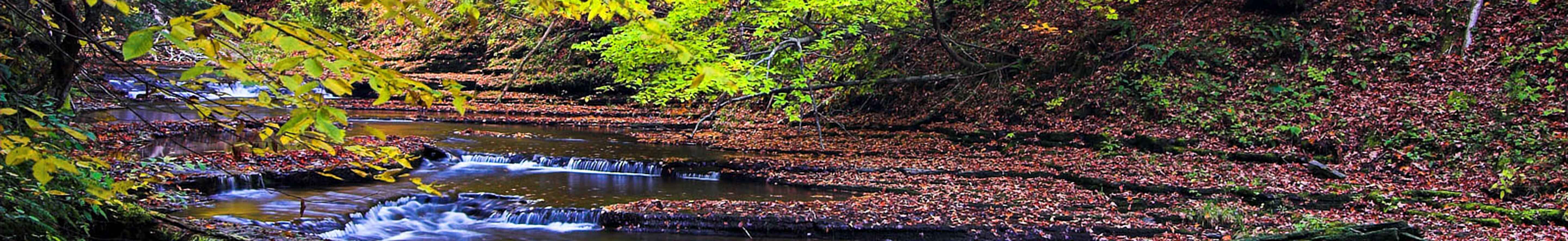 Caddisflies