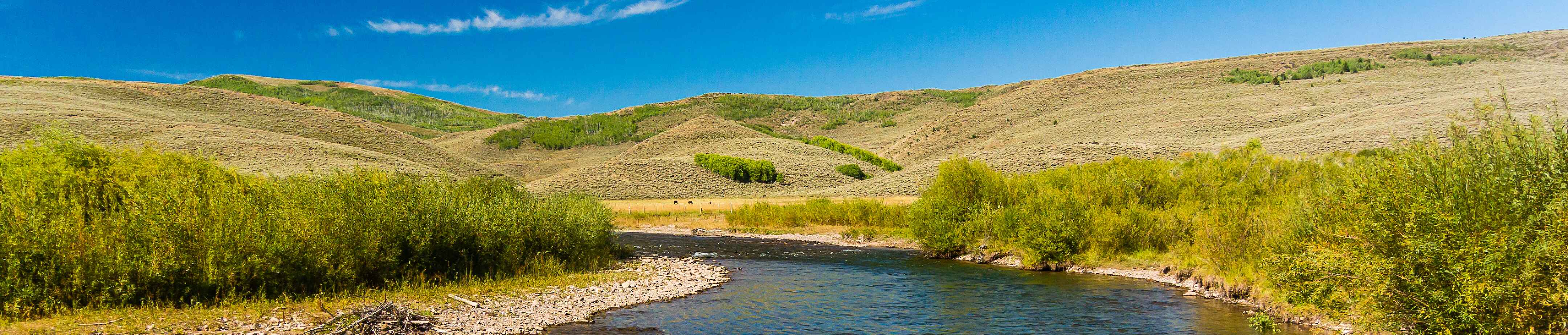 Male Ephemera simulans (Brown Drake) Mayfly Dun Pictures