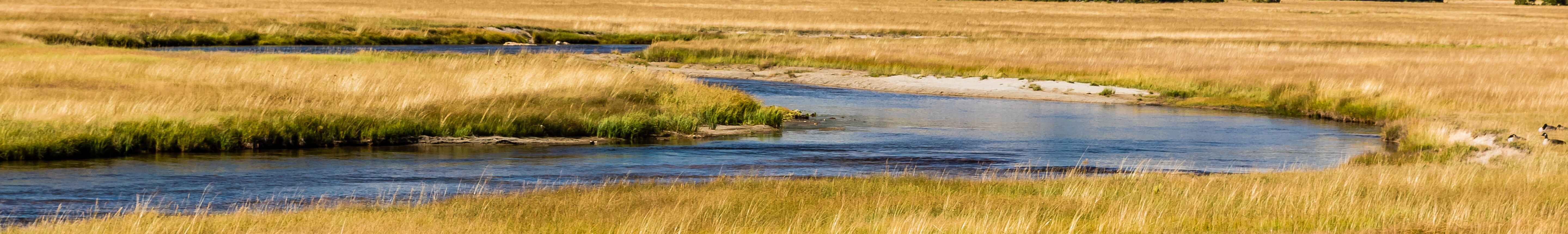 Mayfly Genus Isonychia (Slate Drakes)