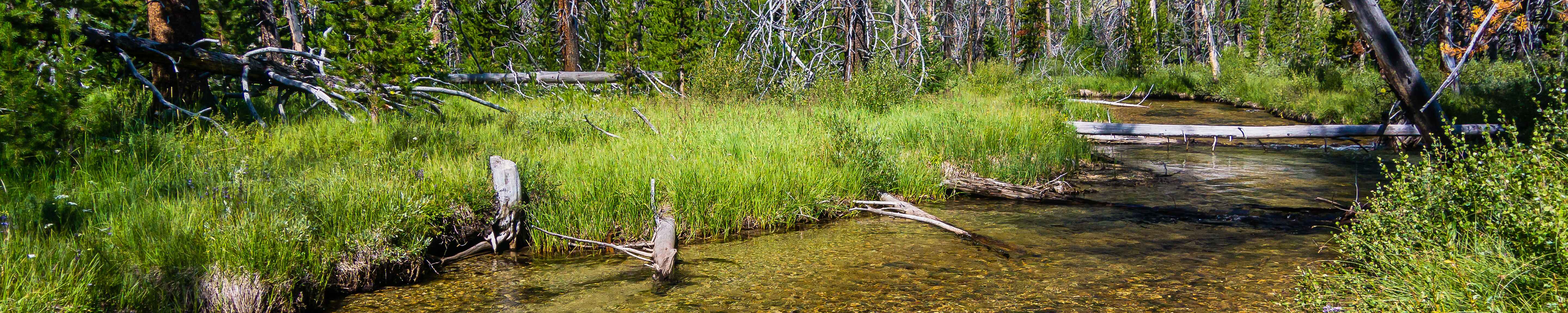 Mayfly Genus Isonychia (Slate Drakes)