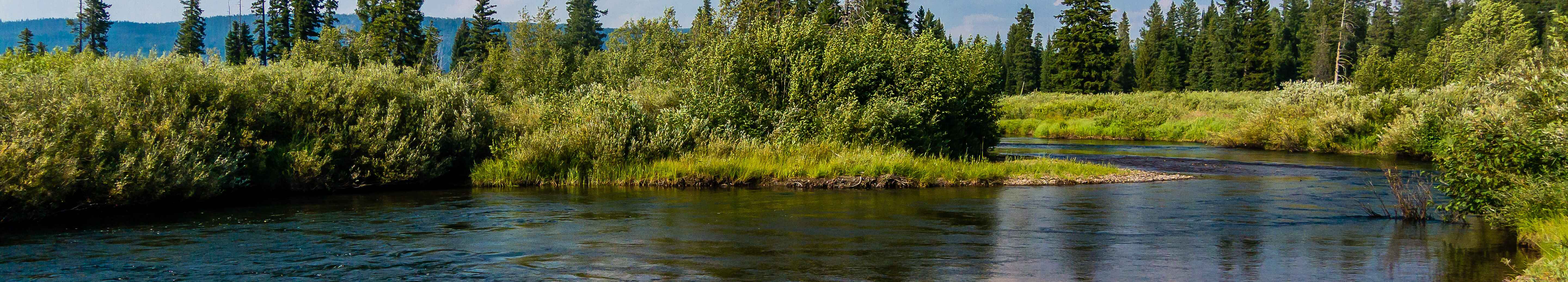Mayfly Species Ephemerella dorothea infrequens (Pale Morning Duns)