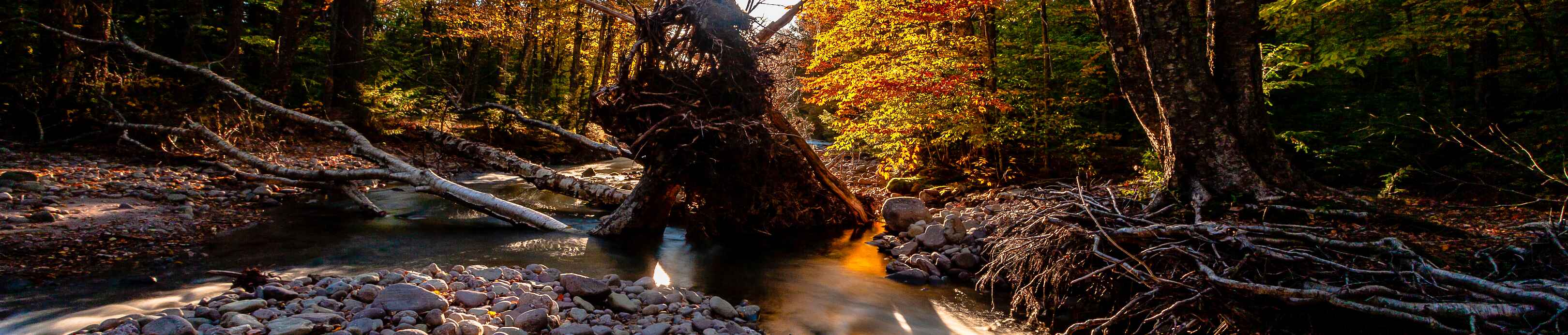 Male Ephemera simulans (Brown Drake) Mayfly Dun Pictures