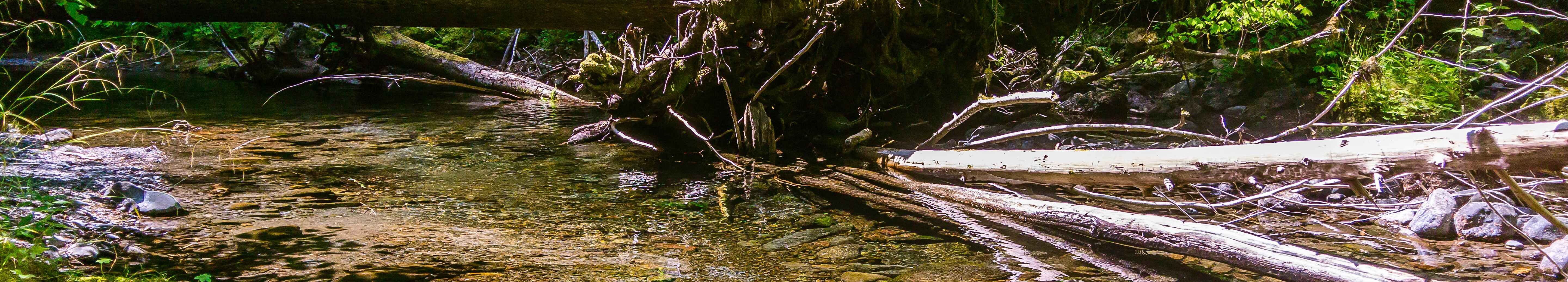 Limnephilidae (Giant Sedges) Caddisfly Larva Pictures