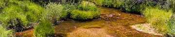 Male Stenacron interpunctatum (Light Cahill) Mayfly Spinner Pictures