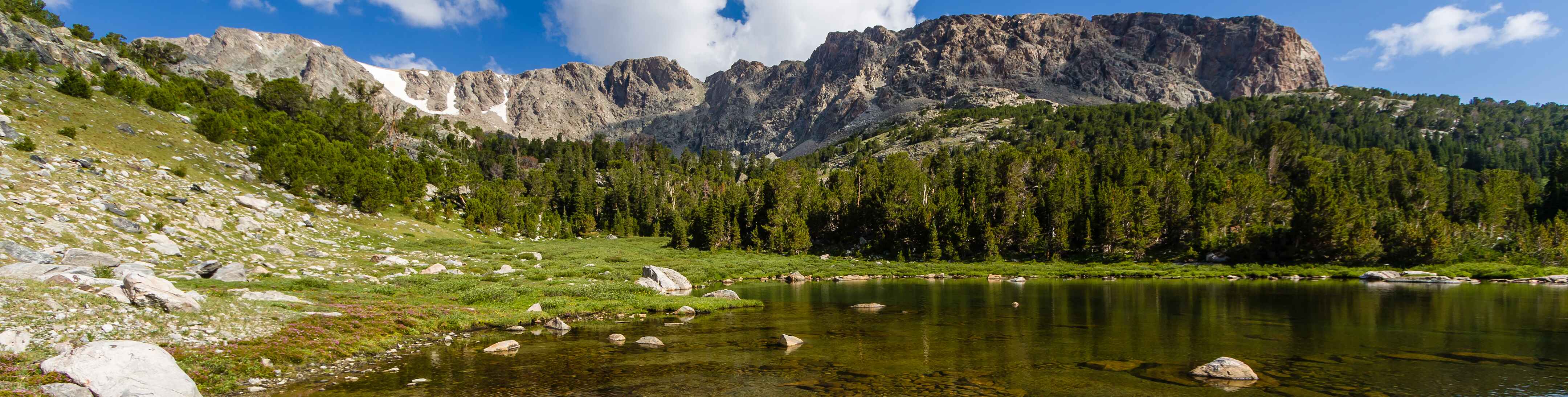 Female Stenonema vicarium (March Brown) Mayfly Spinner Pictures