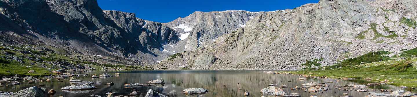 True Bug Family Notonectidae (Backswimmers)