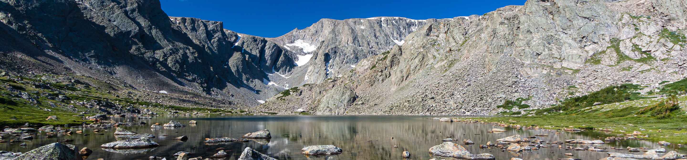 True Bug Family Notonectidae (Backswimmers)