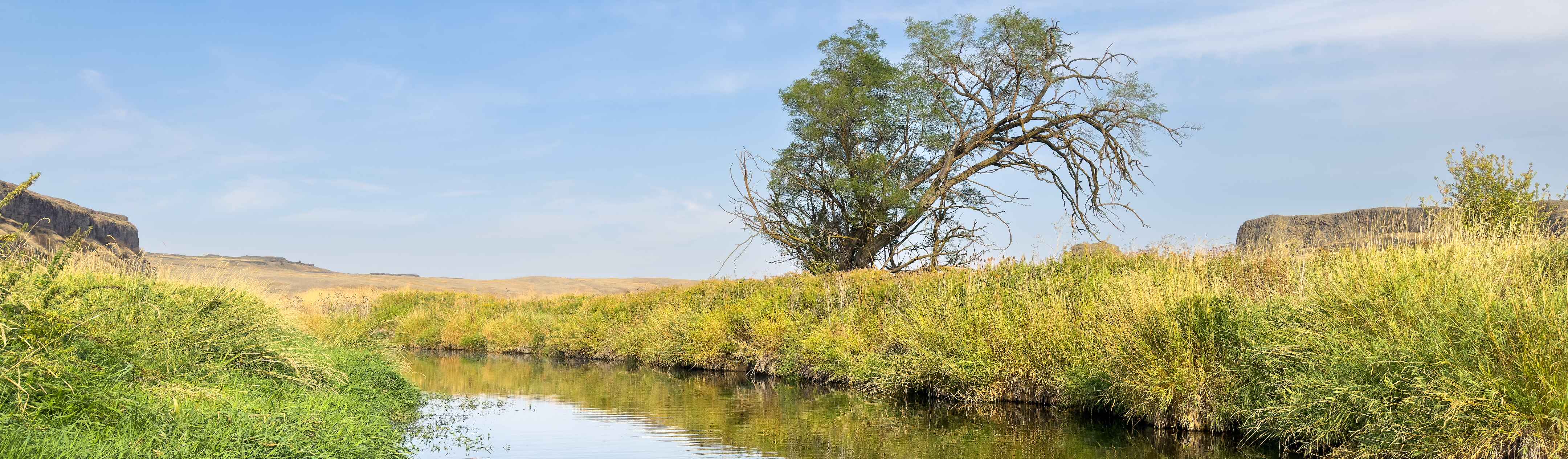 Mayfly Genus Isonychia (Slate Drakes)