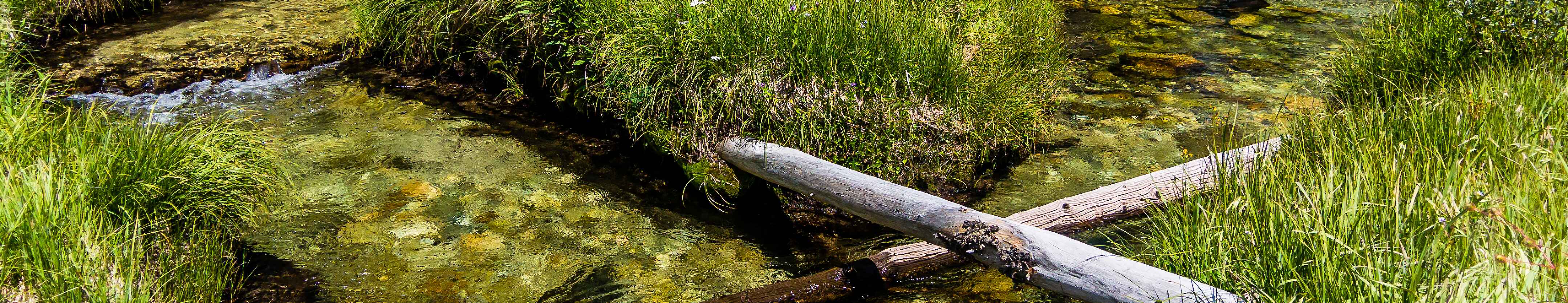 Troutnut's Nature Pictures