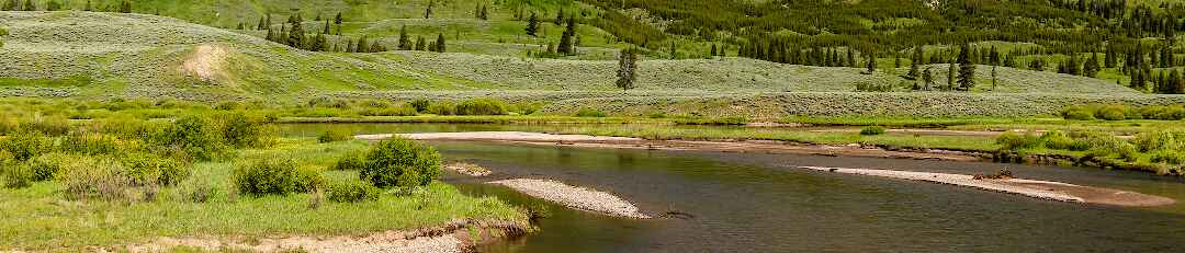 Mayfly Family Isonychiidae (Slate Drakes)