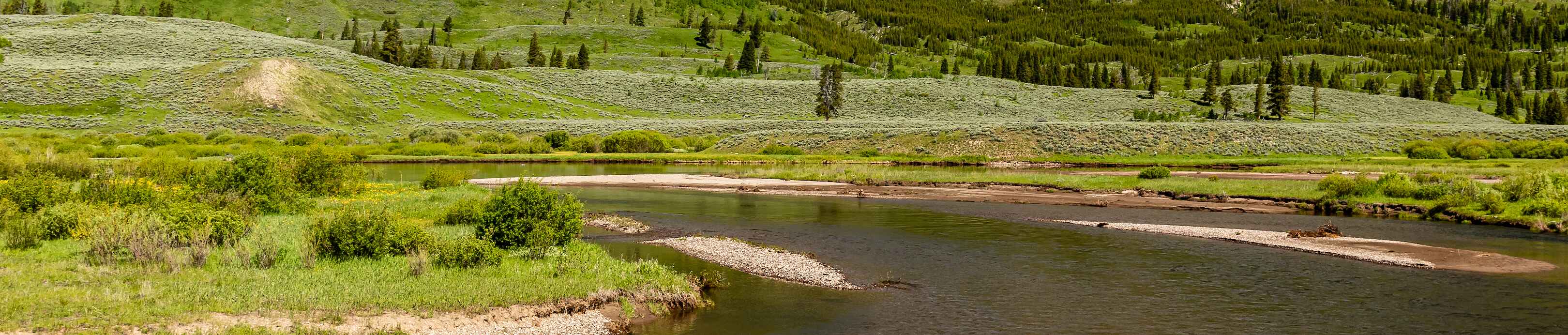 Mayfly Family Isonychiidae (Slate Drakes)