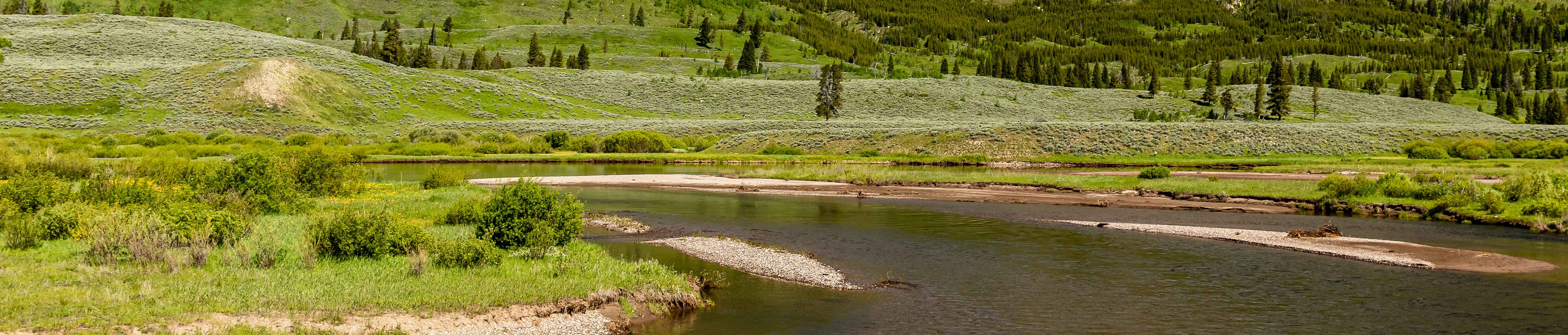 Mayfly Family Isonychiidae (Slate Drakes)