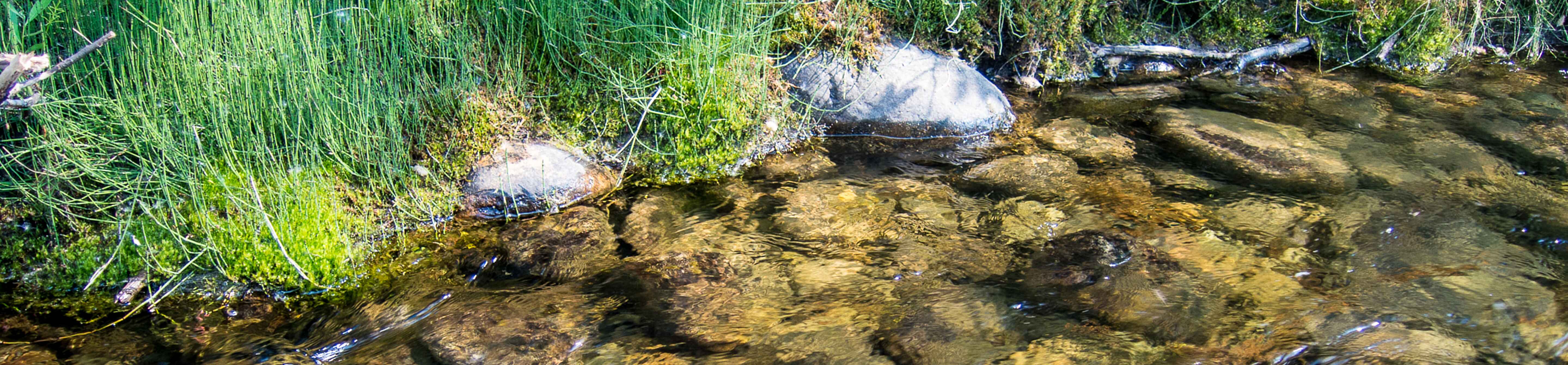 Pteronarcys californica (Giant Salmonfly) Stonefly Nymph Pictures