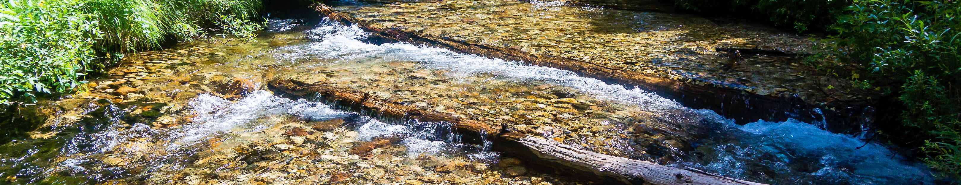 Insect Family Corydalidae (Hellgrammites)