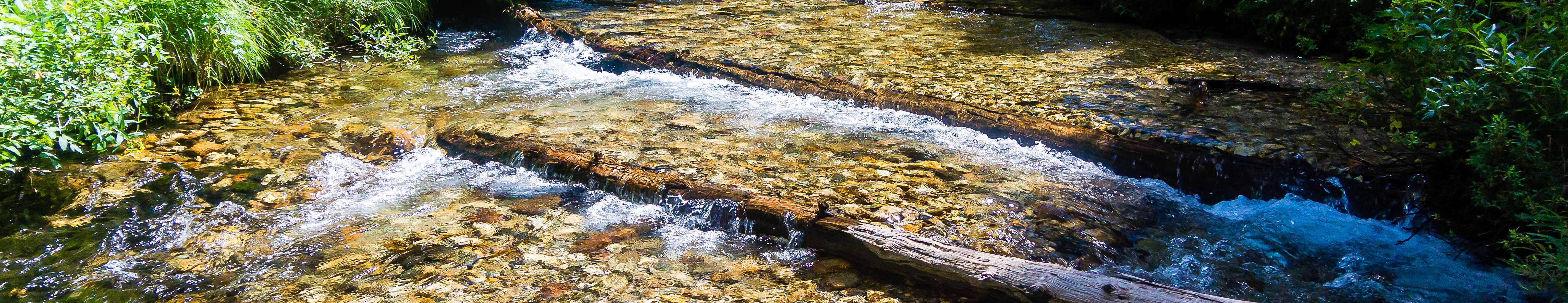 Insect Family Corydalidae (Hellgrammites)