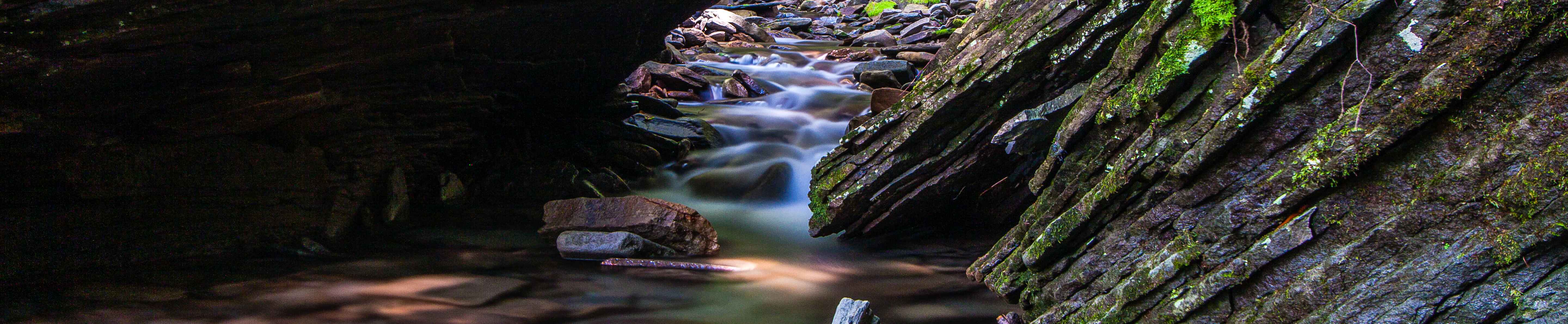 True Fly Family Chironomidae (Midges)