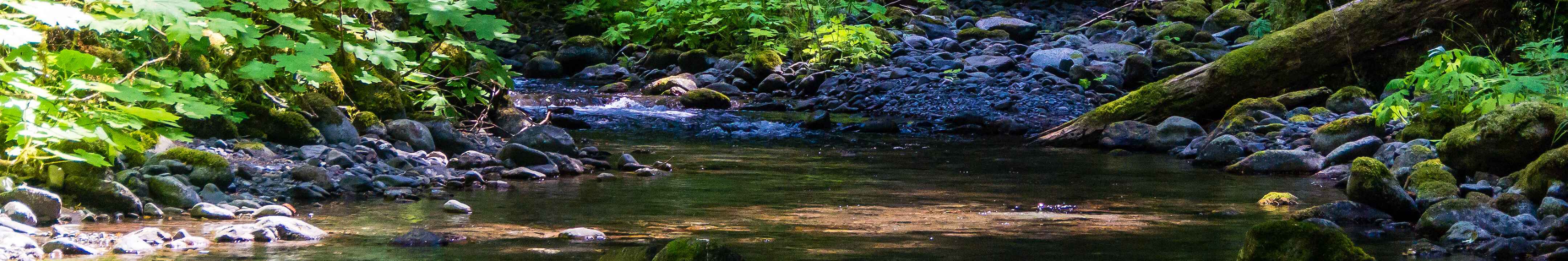 True Bug Family Corixidae (Water Boatmen)