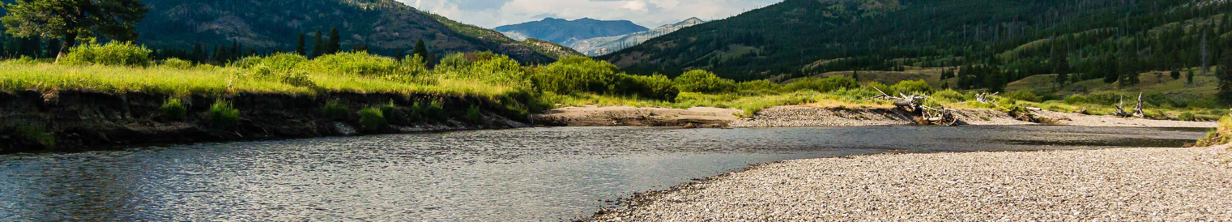 Mayfly Family Isonychiidae (Slate Drakes)