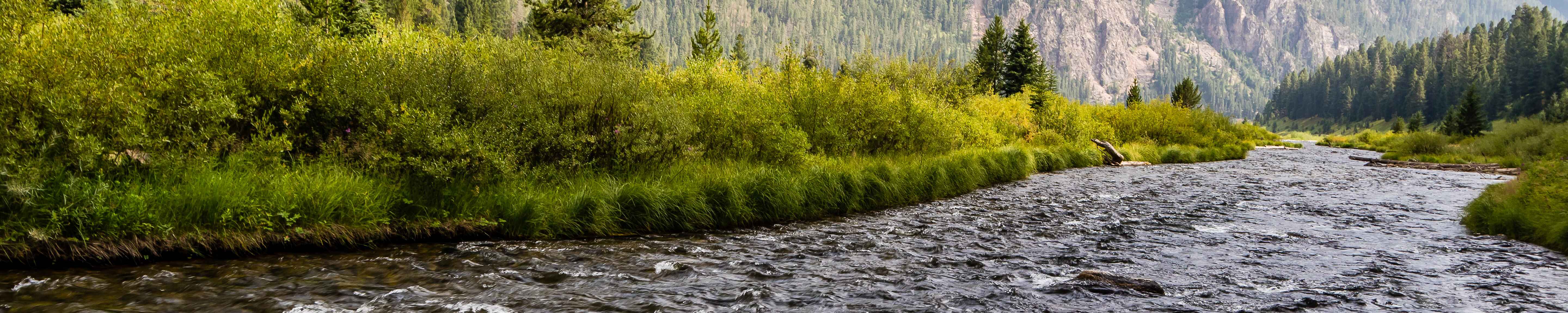 Mayfly Encyclopedia: 4900+ photos, life cycles, & fly fishing hatches