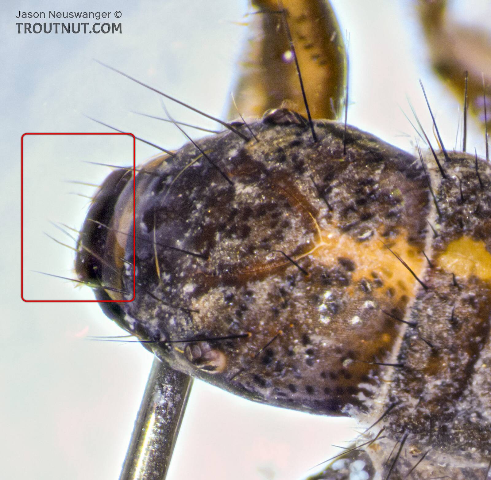 Identification: Key to Families of Caddisfly Larvae, Couplet 17