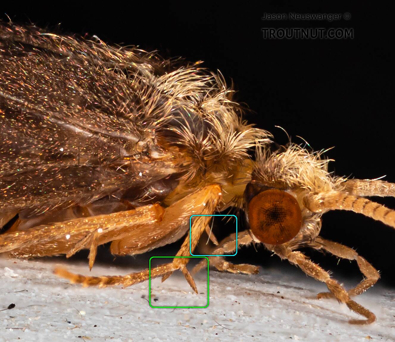 Identification: Key to Genera of Polycentropodidae Adults