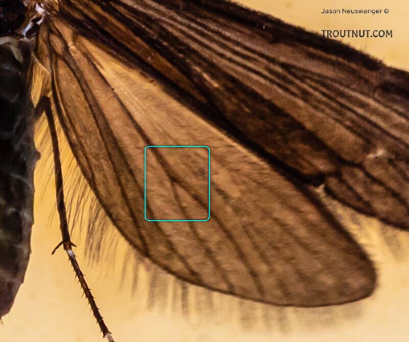 Identification: Key to Genera of Leptoceridae Adults