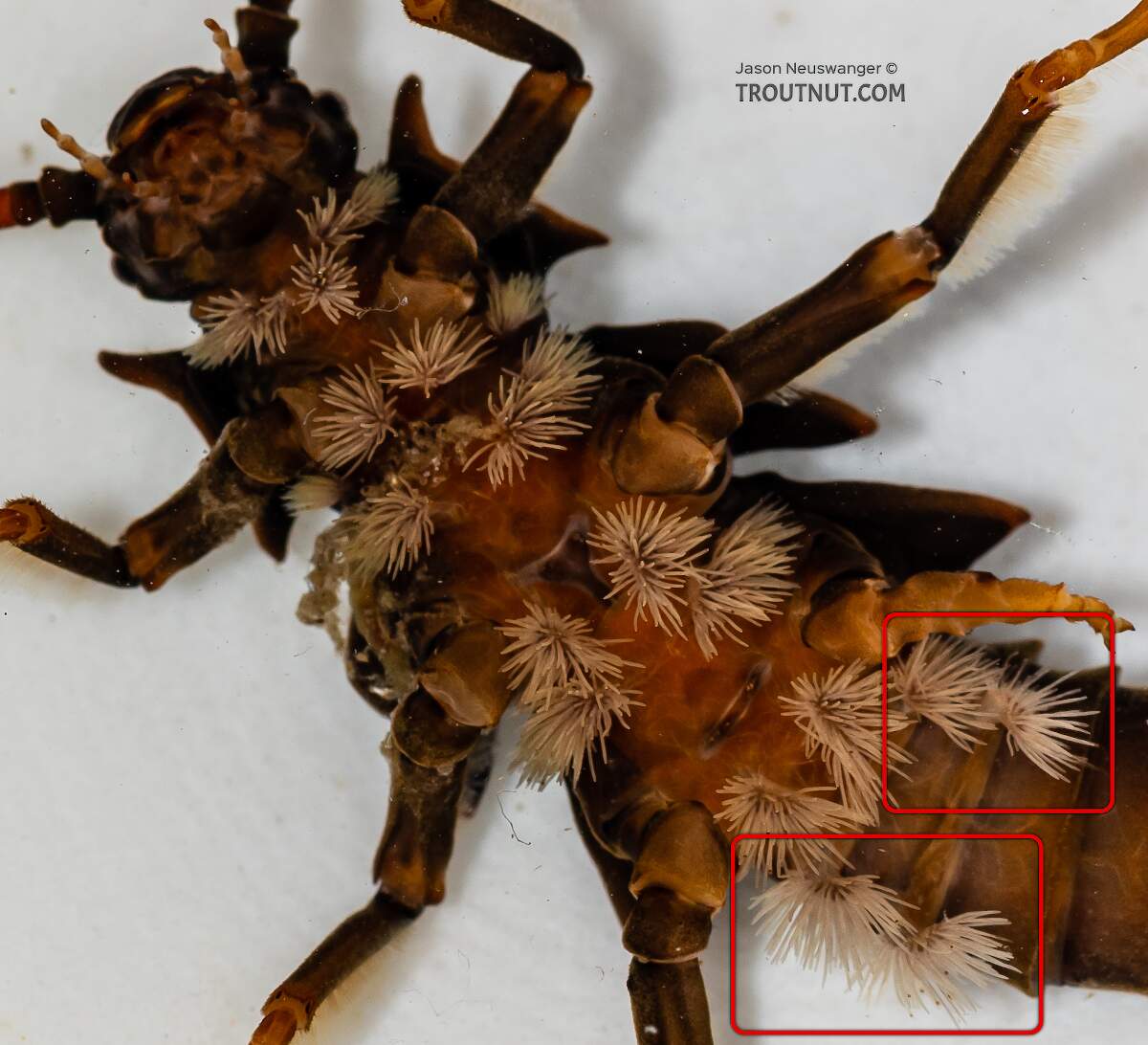 Identification: Key to Families of Stonefly Nymphs, Couplet 2