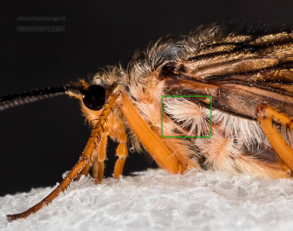 Identification: Key to Genera of Limnephilidae Adults, Couplet 16