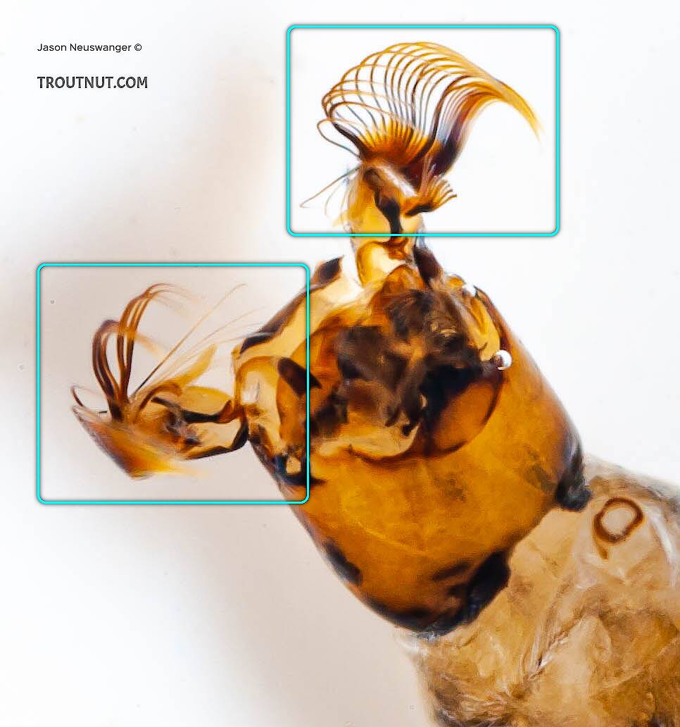 Identification: Key to Families of True Fly Larvae