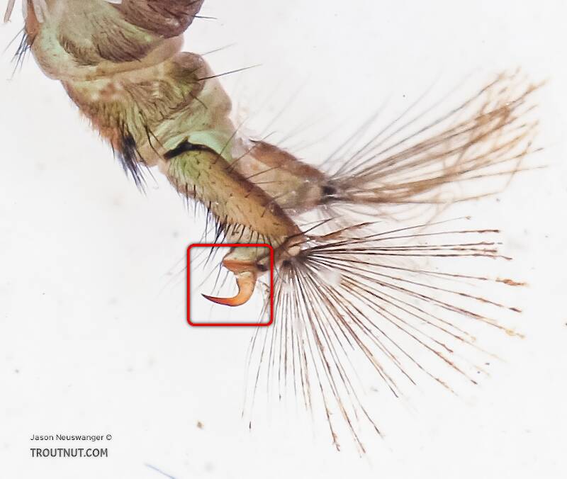Identification: Key to Families of Caddisfly Larvae
