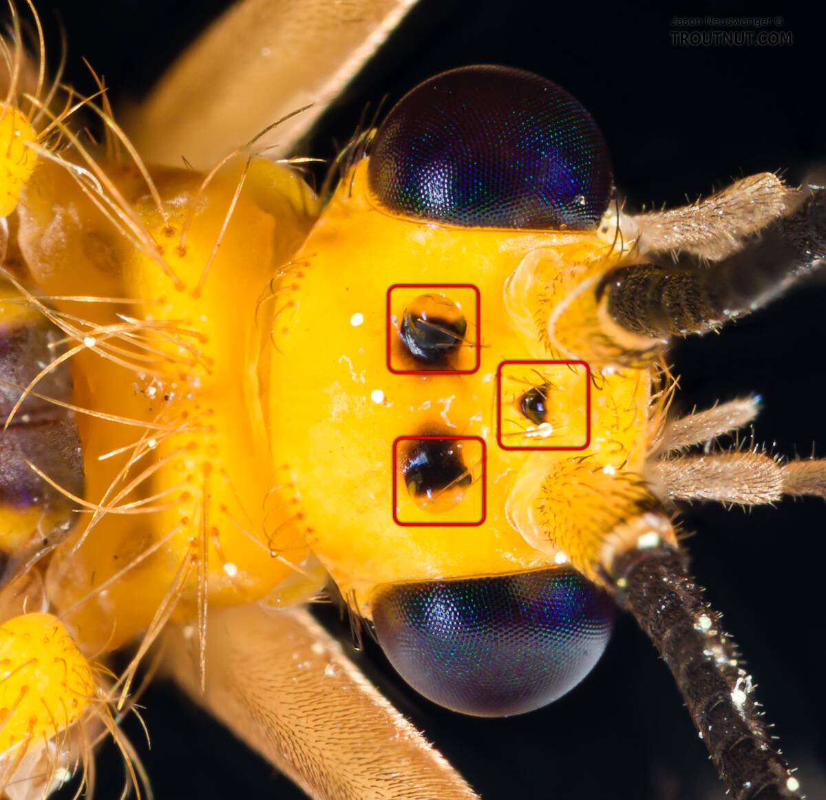 Identification: Key to Families of Caddisfly Adults